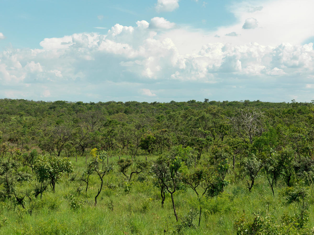 DFCD and RCF Partnership to Scale Climate-Resilient Soy Production in ...